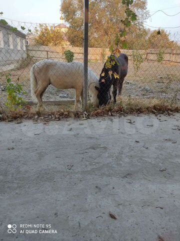 Приглашаем на случку