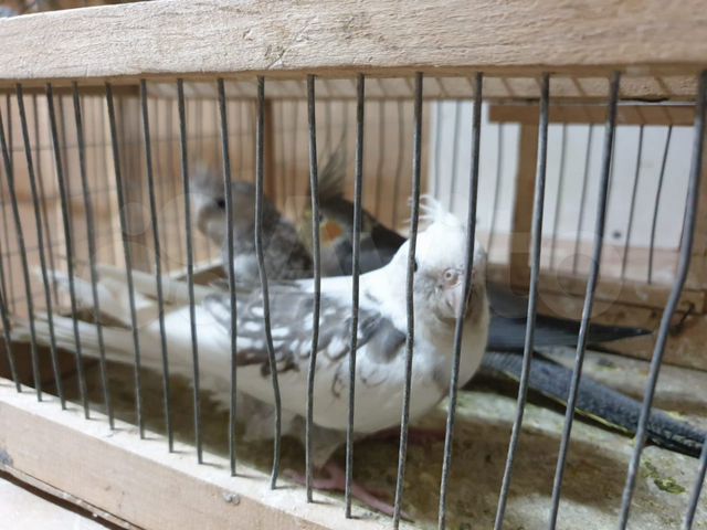 Птенцы волнистых попугаев, амадин, корелл