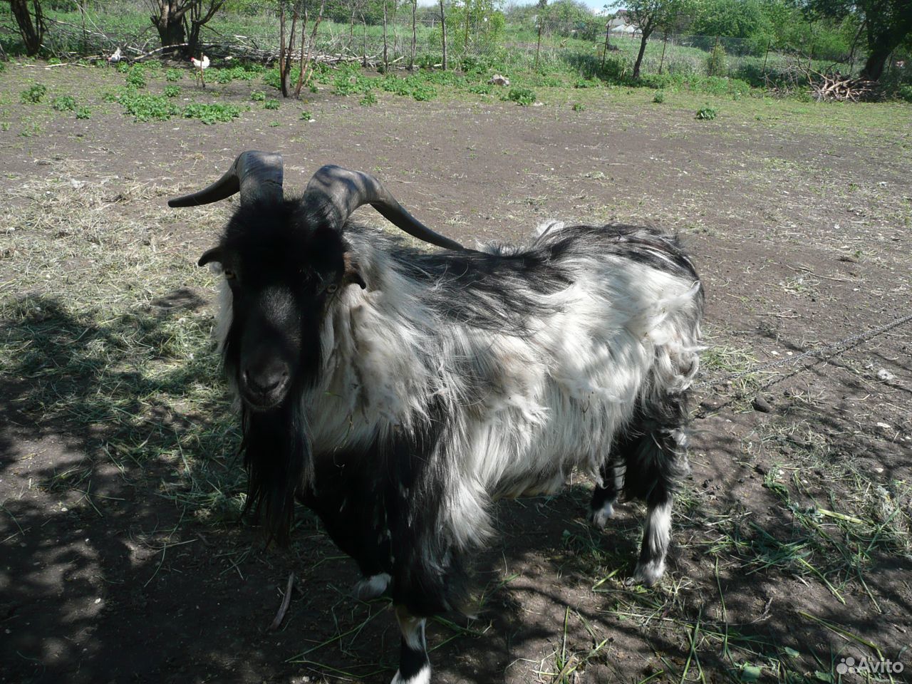 Козел (жених)