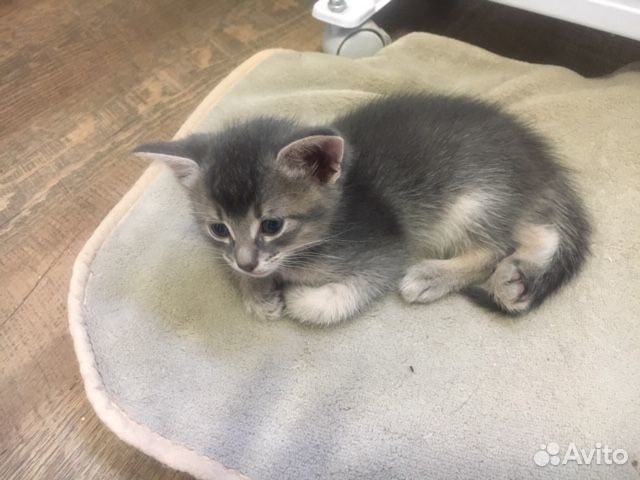 Котенок от элитной кошки абиссиснкской породы