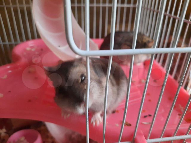 Джунгарские хомяки