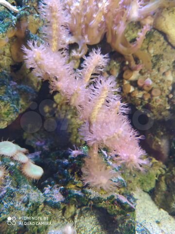 Горгонария эуплексаура для рифового морского аквар