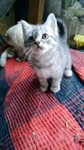 Котик за шоколадку