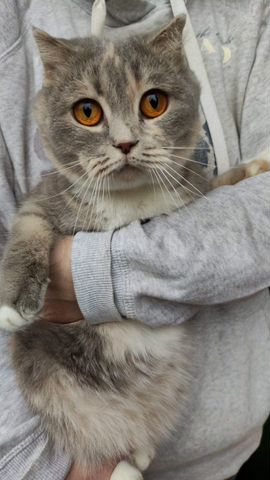 Кошка Стефания